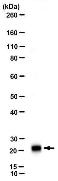 Anti-Cyclophilin A/PPIA Antibody, clone 8H7 | MABE1924-100UG